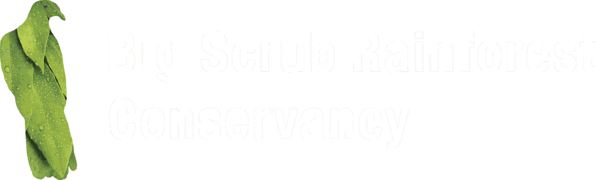 Home | Big Scrub Rainforest Conservancy